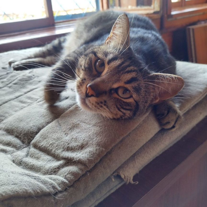 Очень ласковый котик Пончик в дар