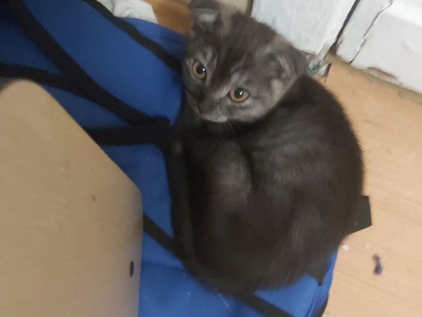 Кошка серая вислоухая