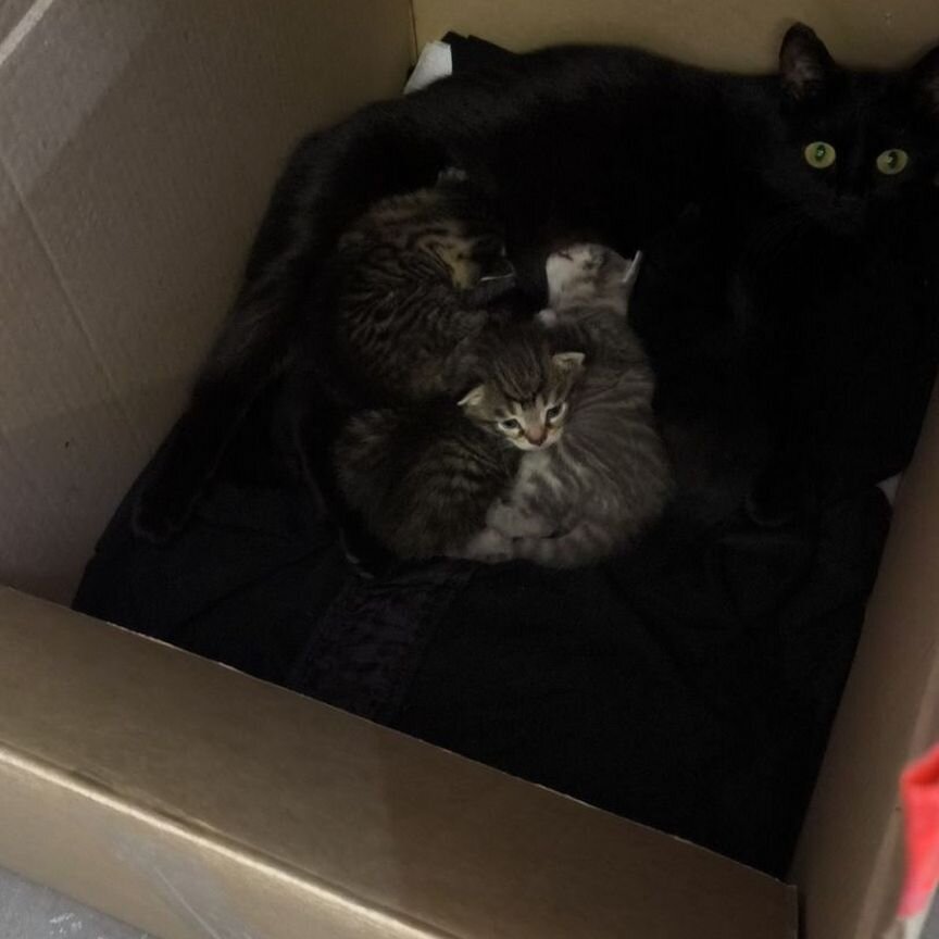 Котята в добрые руки