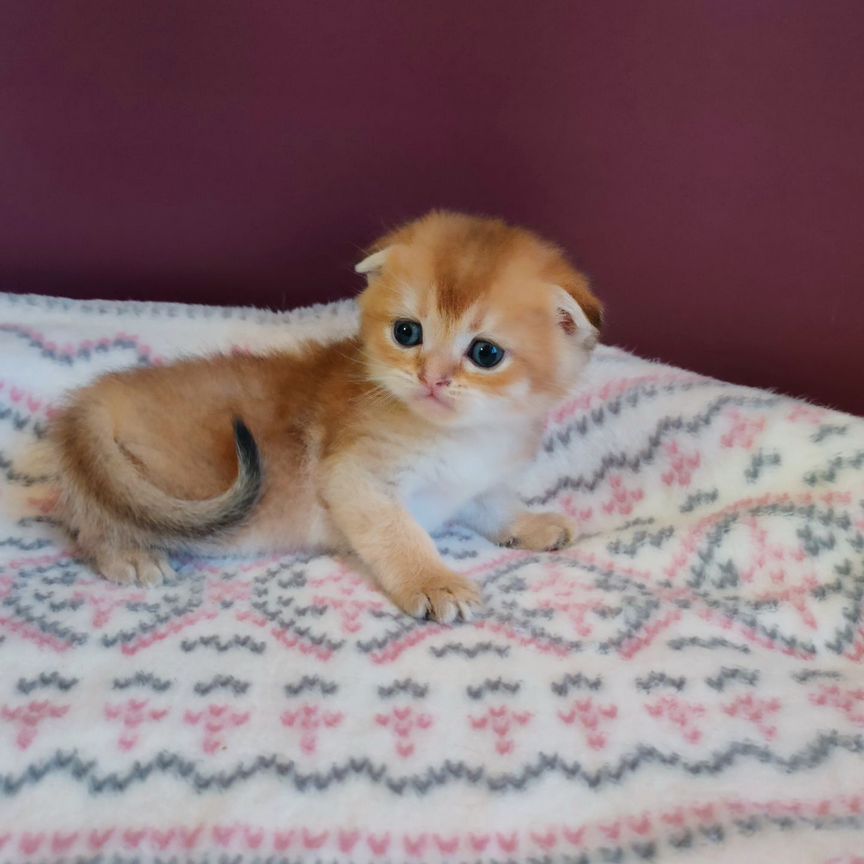 Шотландские котята мальчик