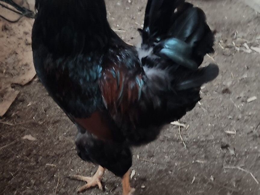 Петух Виандот, Барневельдер, Семья Пушкинская