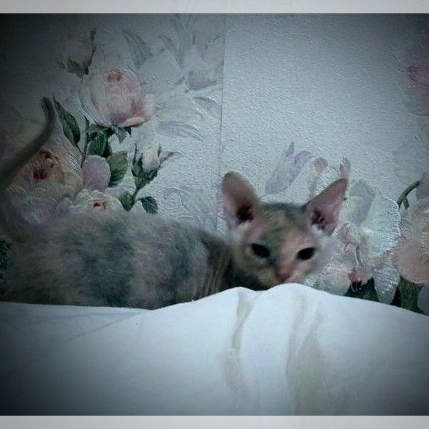 Кошечка Донской сфинкс флок