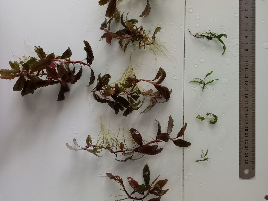 Буцифаландра и папоротник аквариумные