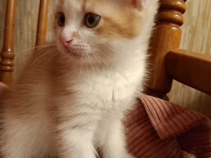 Котенок, милый мальчишка