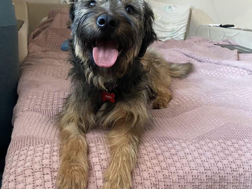 Бородатая собака в добрые руки бородач