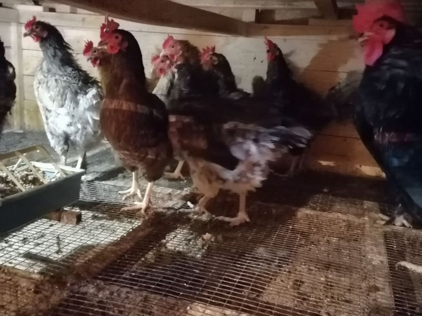 Петушки молодые