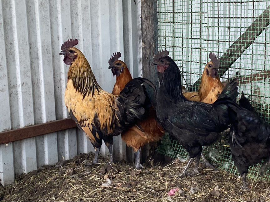 Петух лакеданзи и ухейилюль