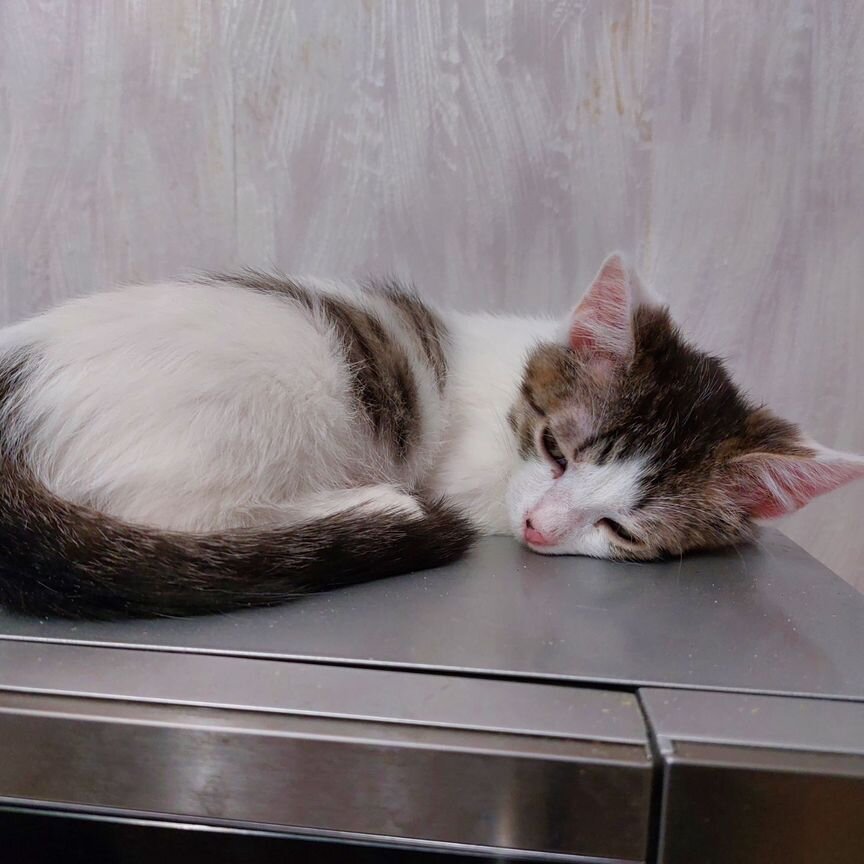 Отдам в добрые руки мальчик котенок