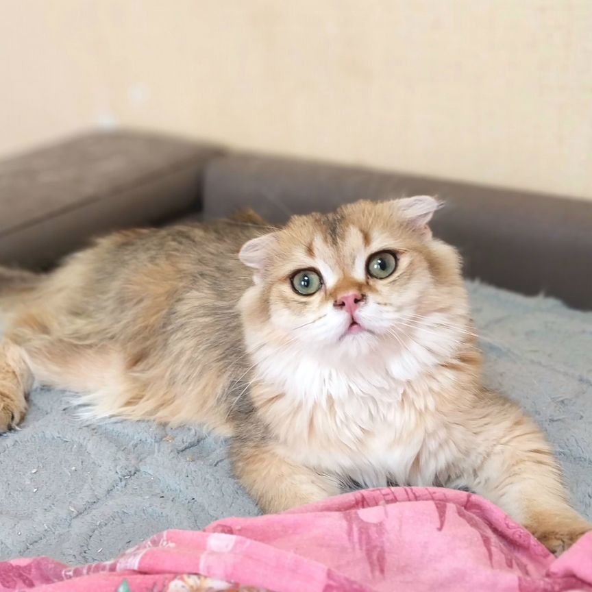 Шотландский вислоухий длинношёрстный котёнок