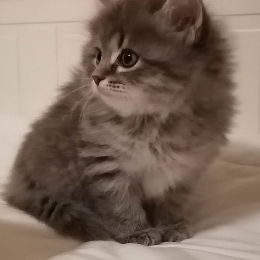 Шотланский котенок