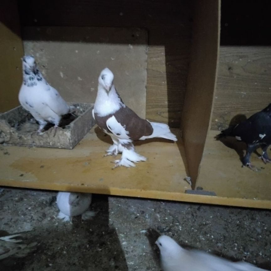 Андижанские голуби