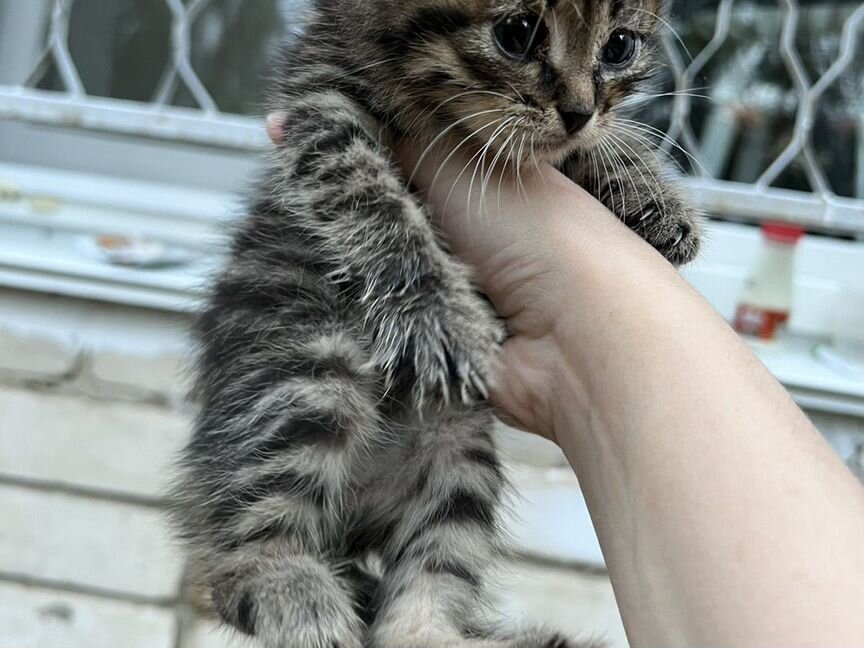 Котята ищут дом
