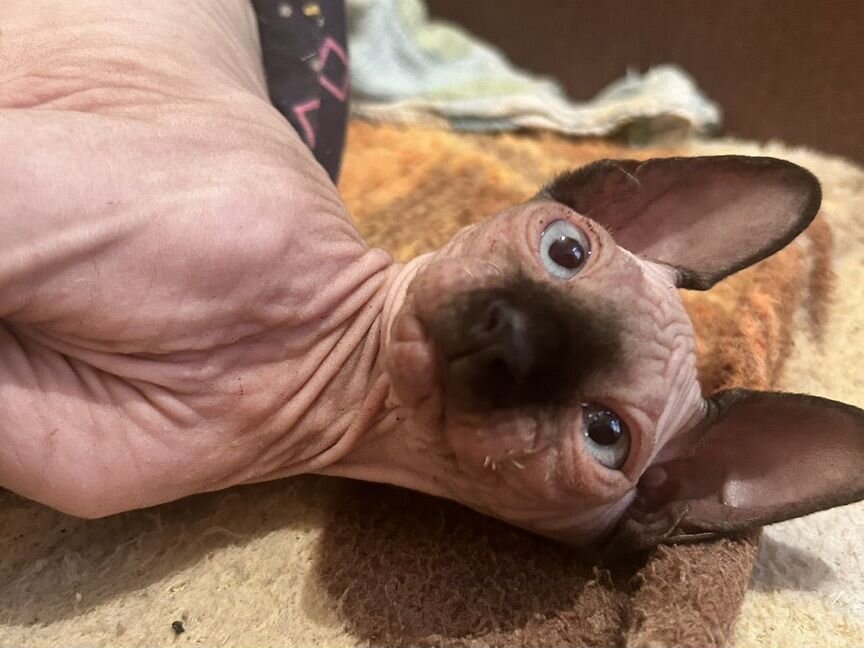 Канадский сфинкс эльф