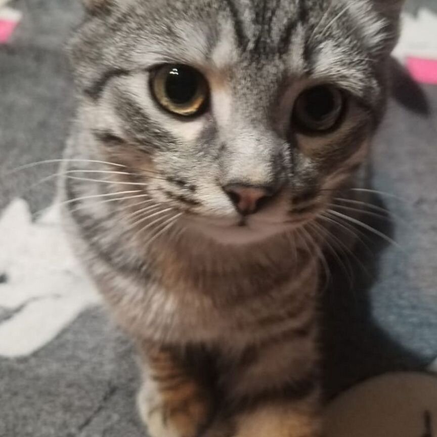 Домашние животные котята бесплатно