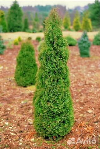 Туя западная Холмструп Thuja Holmstrup купить в Волгограде | Товары для ...