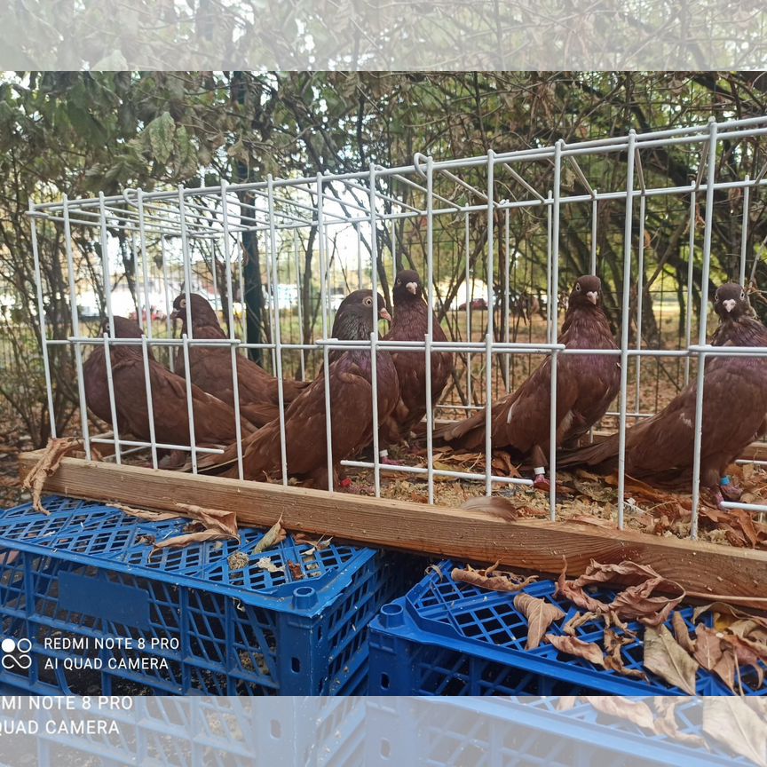 Голуби свердловские