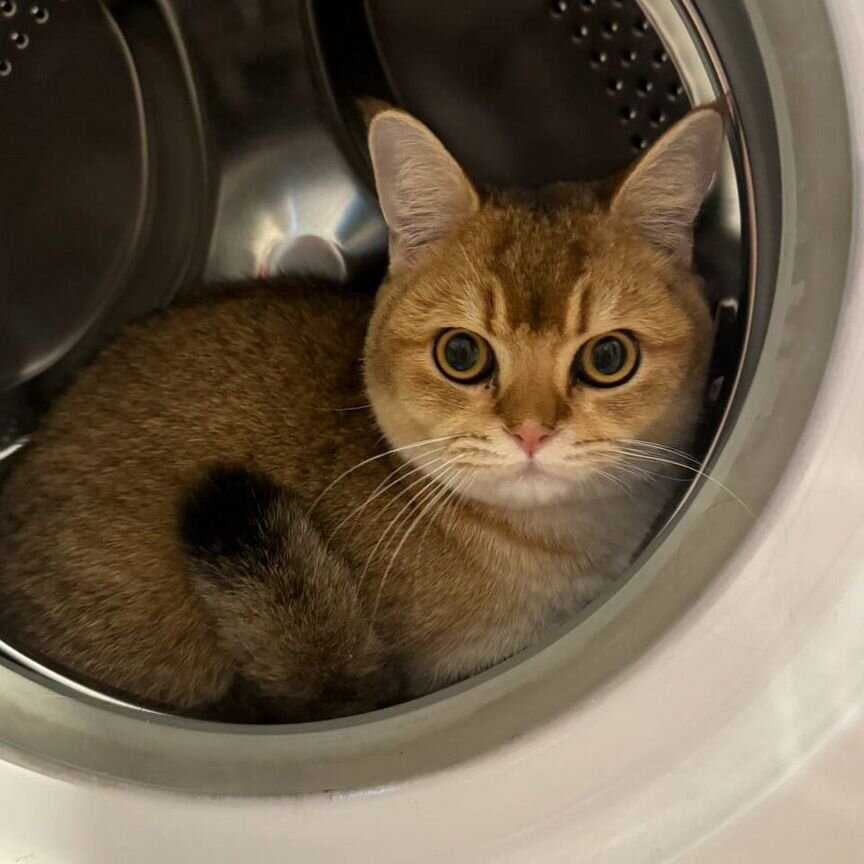 Домашние животные кошки беплатно