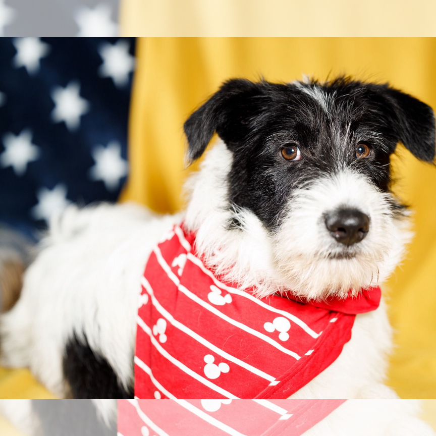 Щенок в добрые руки