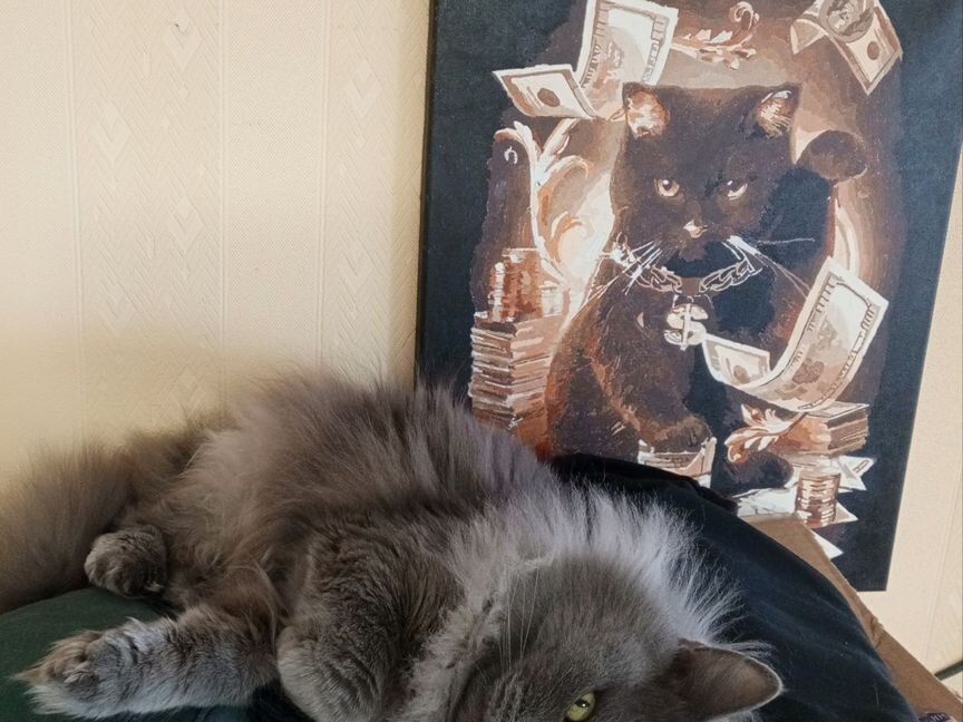 Кошка британка, Чапа,ищет друга