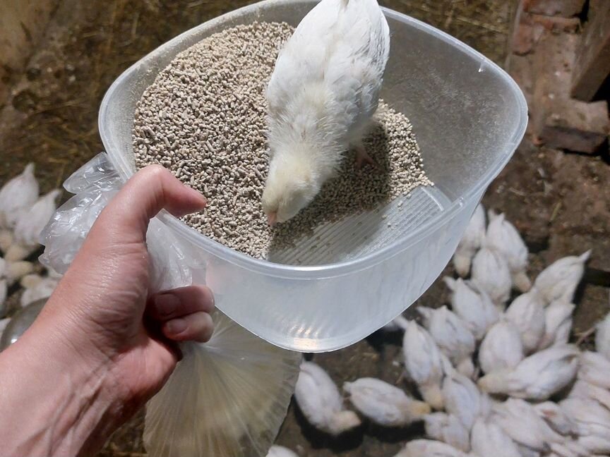Продам подрощенных цыплят