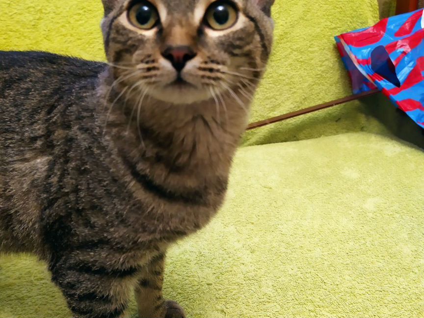 Котенок 4,5 месяца