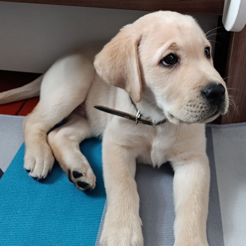 Лабрадор-ретривер, щенок