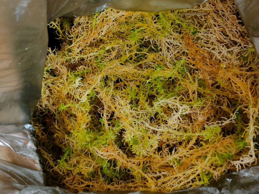 Мох сфагнум