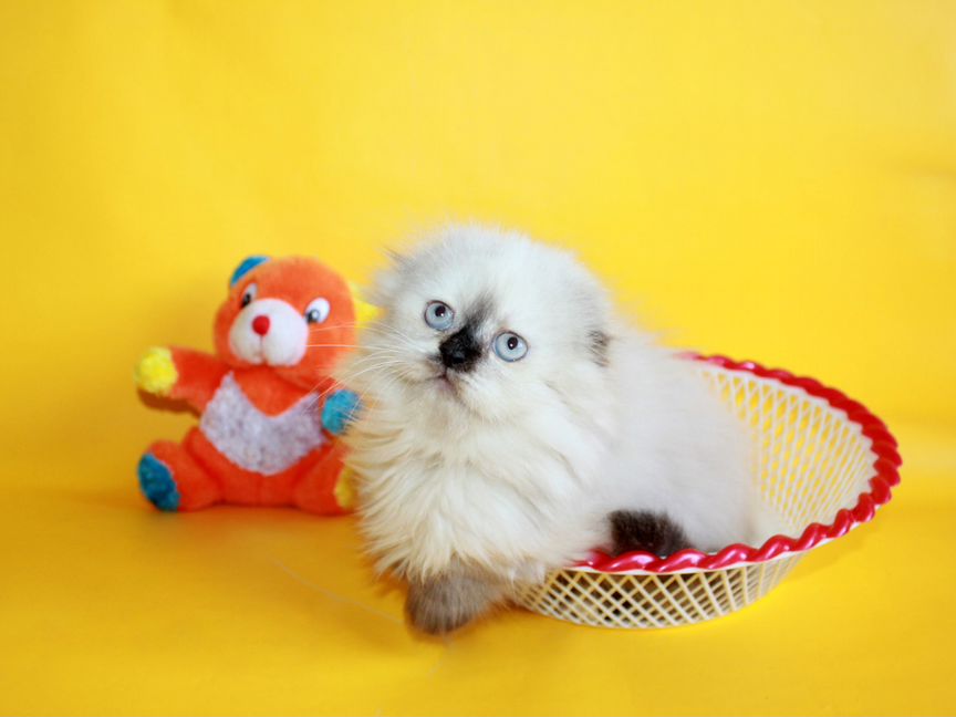 Шотландские котята