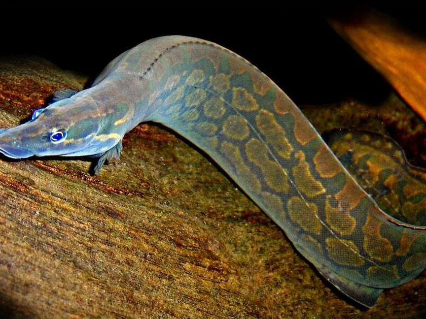 Мастацембел