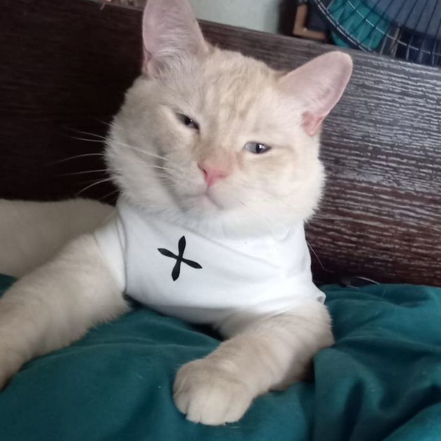 Тайский кот, взрослый