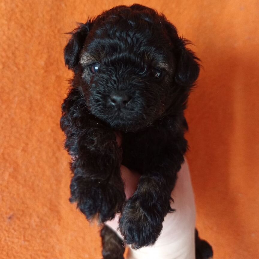 Той-пудель, щенок