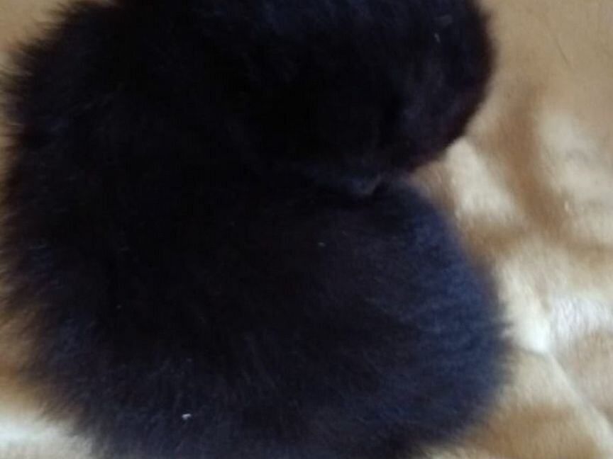 Кот настоящий