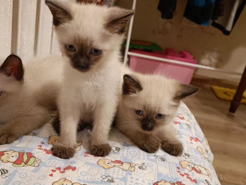 Тайские котята