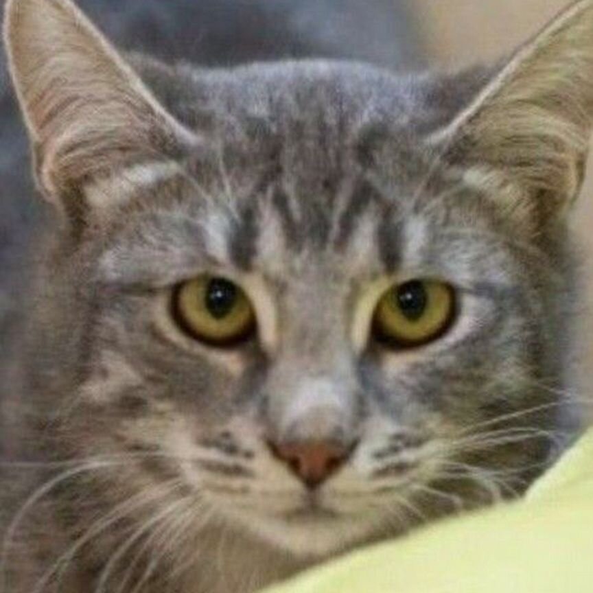 Красавчик Хоуп в ожидании своей лучшей семьи