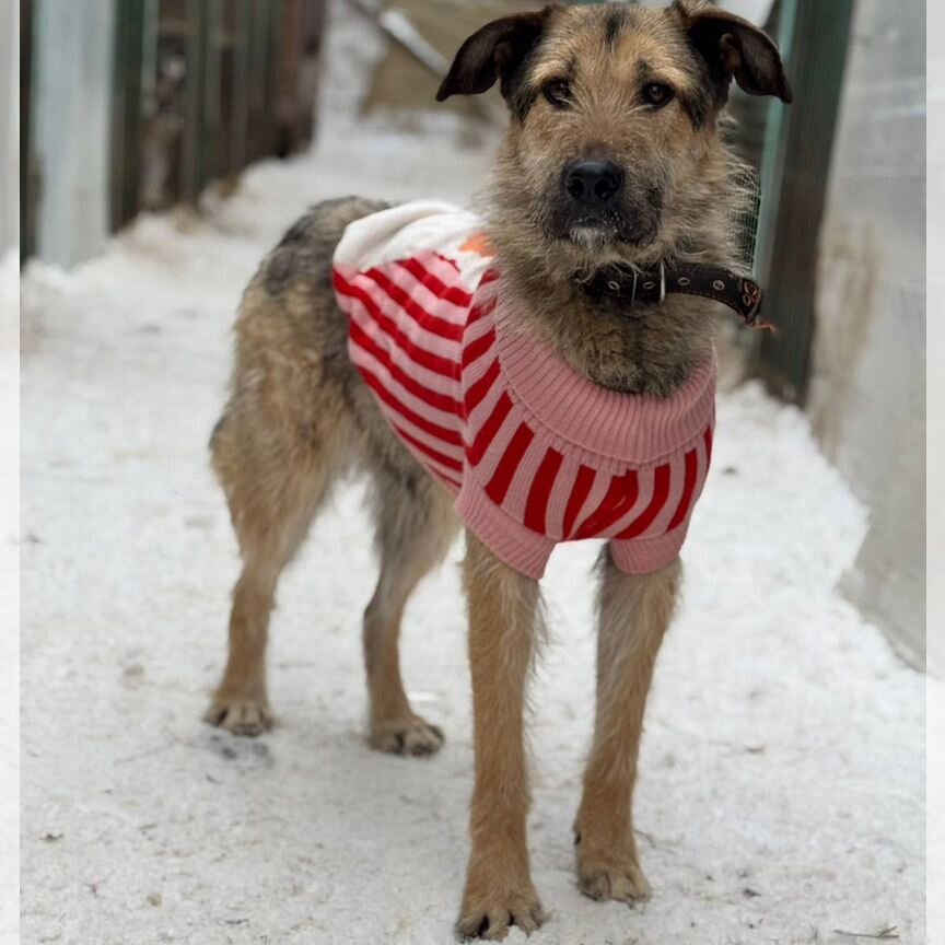 Эрдельтерьер, взрослая собака