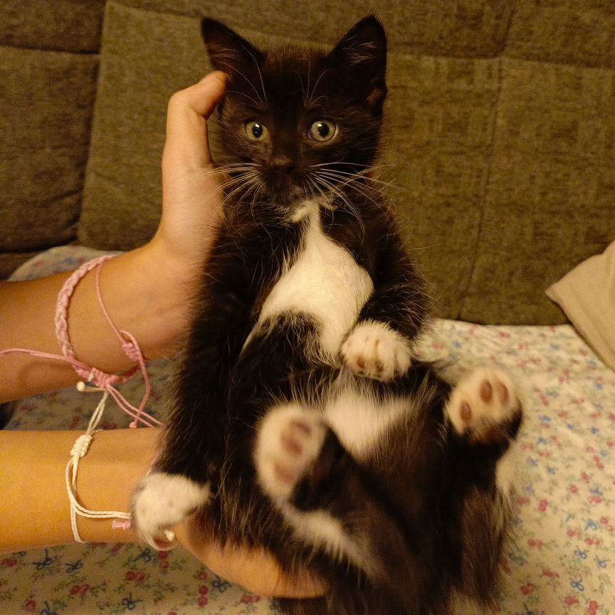 Котёнок в добрые руки