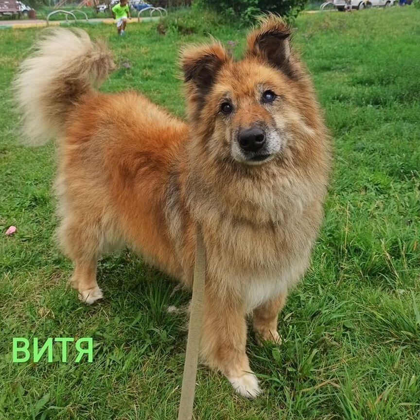 Золотой пёс Витя в Приюте