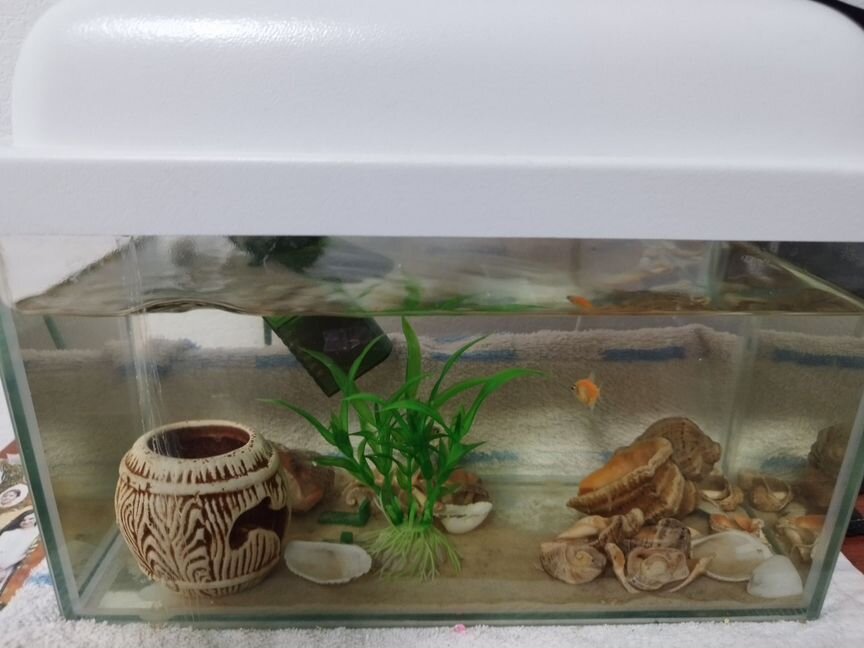 Аквариум с рыбками