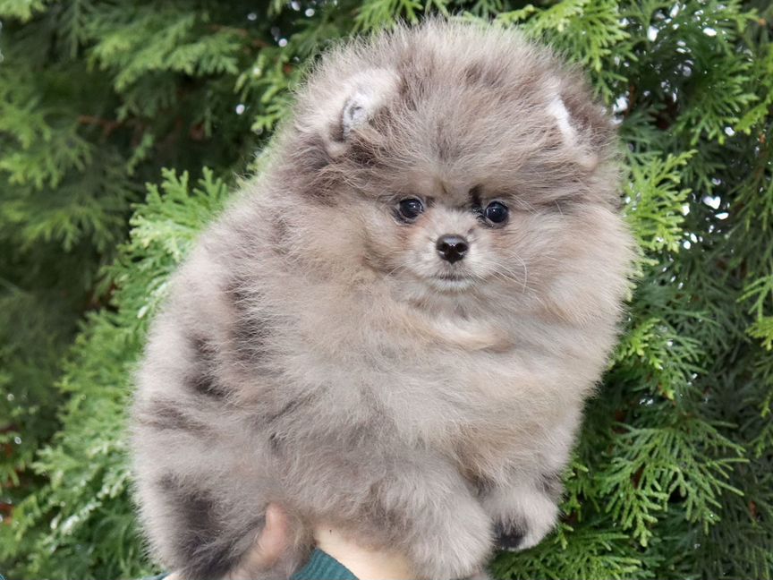 Мраморный модник с доcтавкой и видео