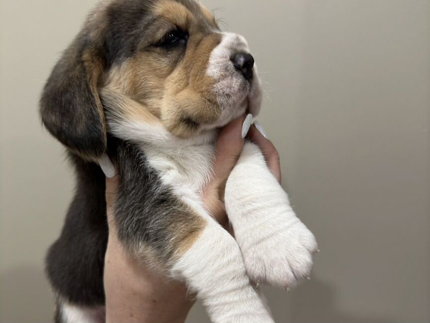 Щенки бигль