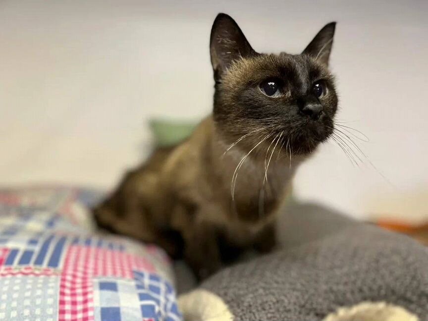 Кошка Ханни в добрые руки