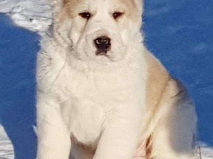 Среднеазиатская овчарка щенки