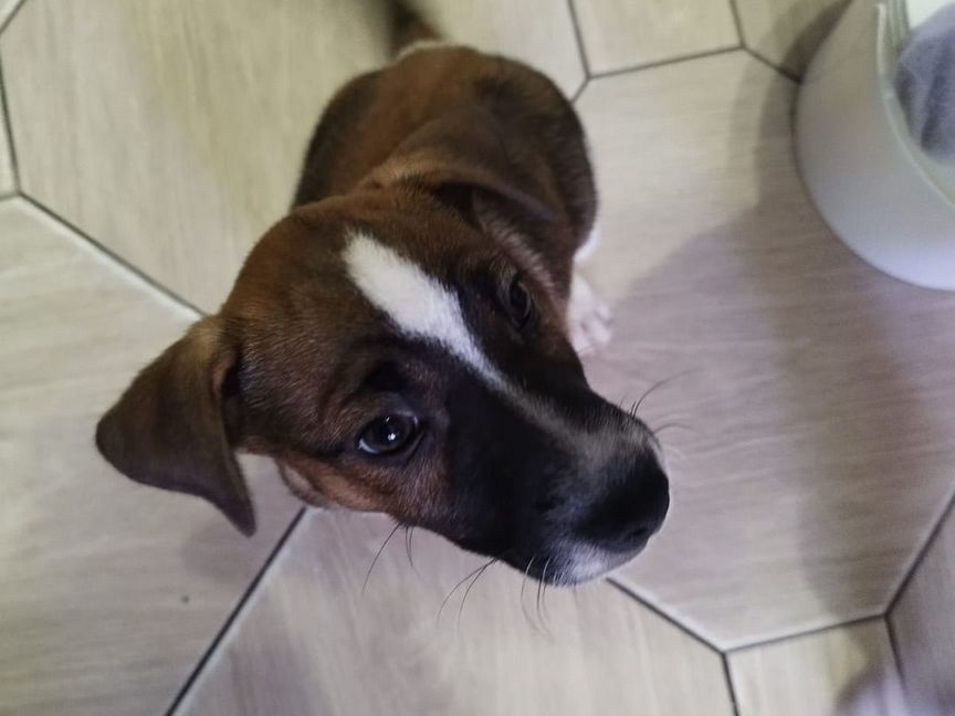 Щенки джек рассел терьер