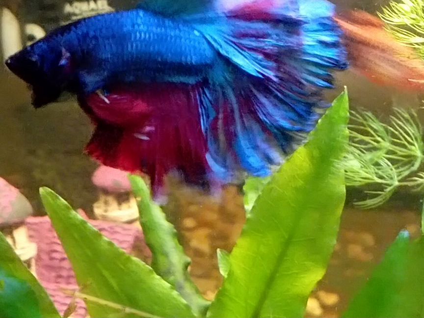 Рыбка Петушок и Курочка