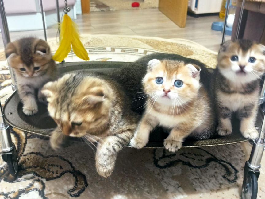 Шотландские котята