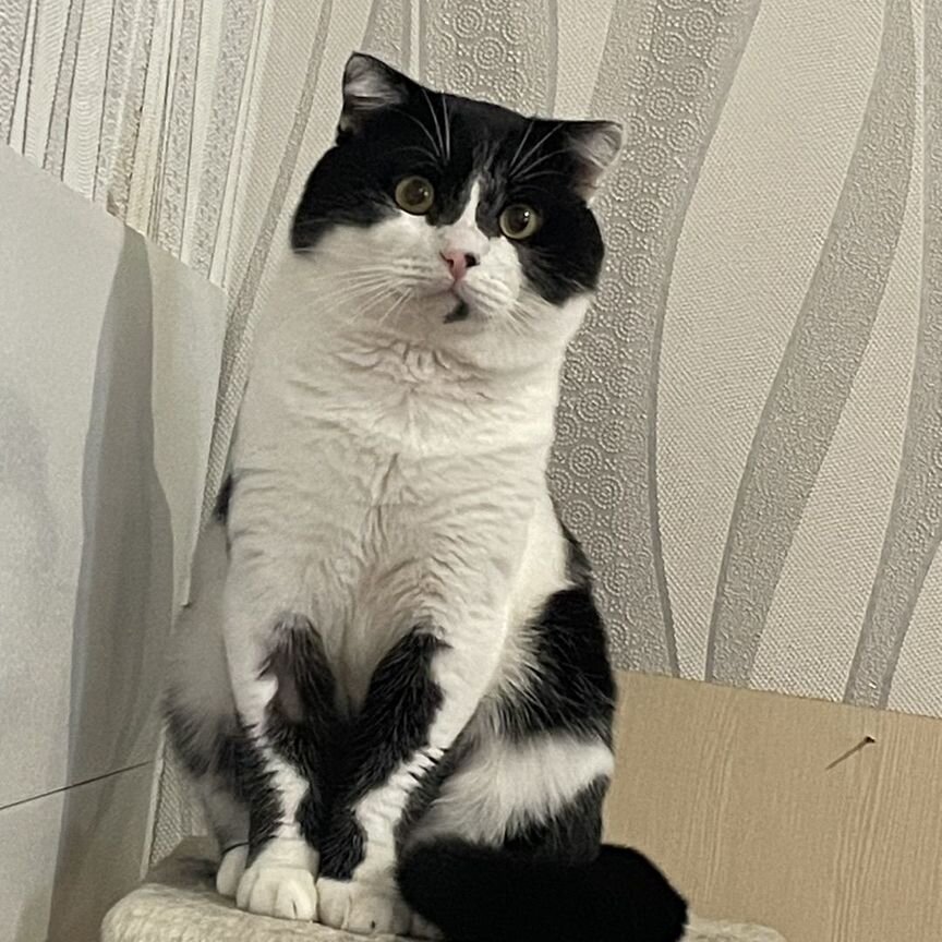 Кот для вязки