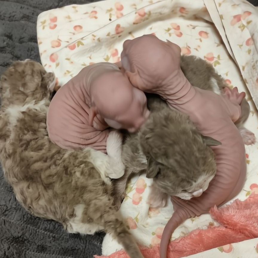 Канадский сфинкс котёнок