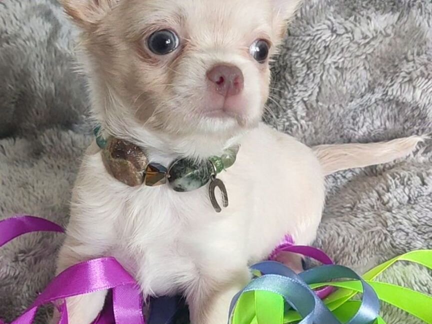 Бадди Мальчиш РКФ