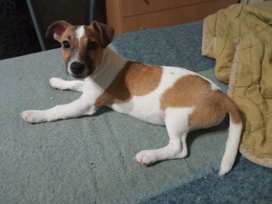 Джэк рассел