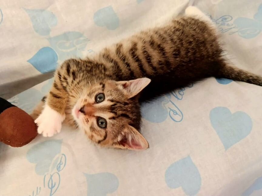 Котята 2 мес с доставкой